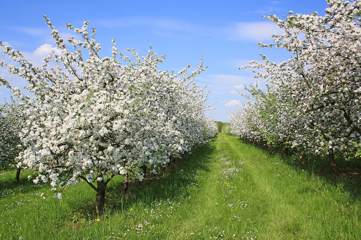 Oprašivanje voćnjaka | Cornuta najam solitarnih pčela